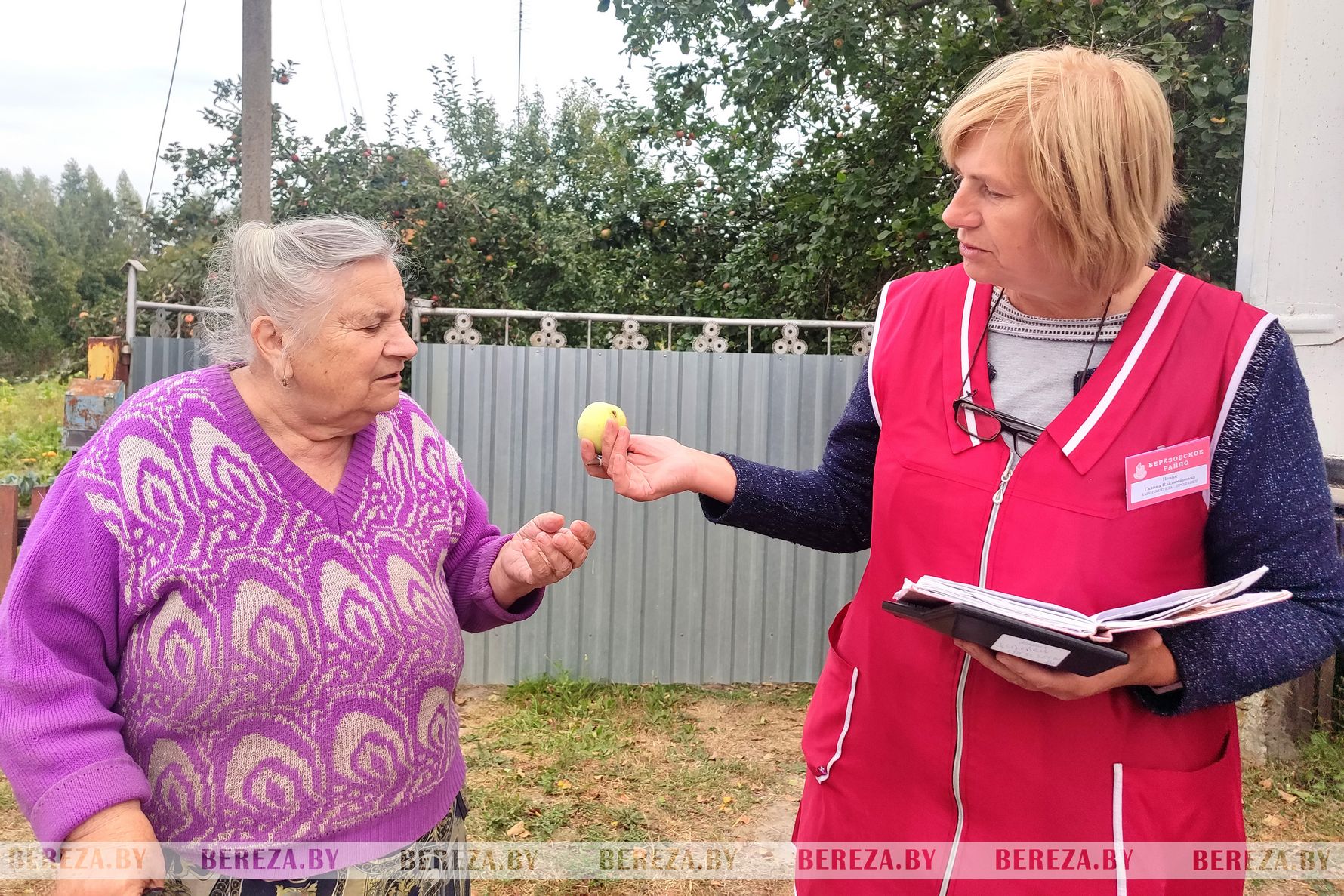 Узнали, где и почем березовчане могут сдать излишки урожая яблок ...